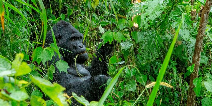 A close encounter with Uganda’s majestic gorillas | Business Daily
